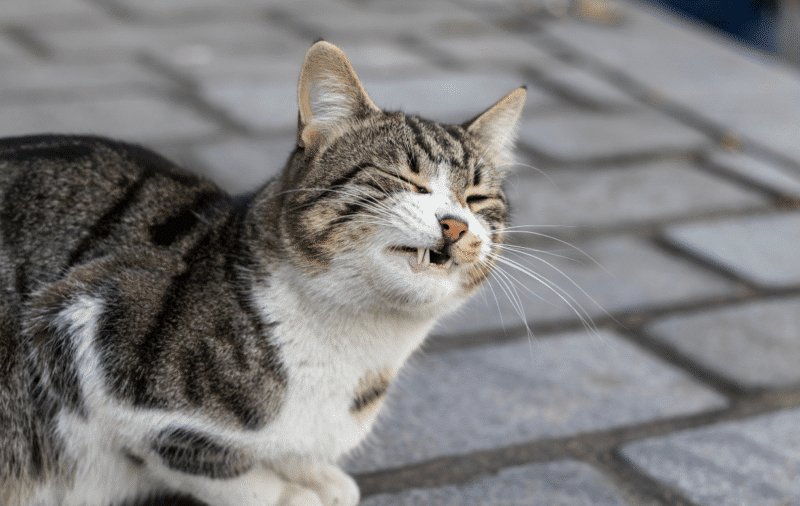 Le coryza du chat - chattyvet